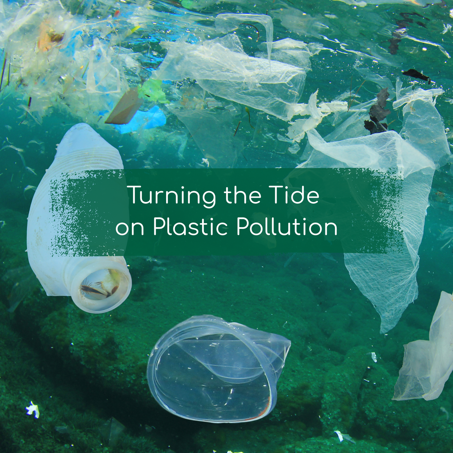 The Rising Tide: Plastic Pollution in Our Oceans – ecohaven